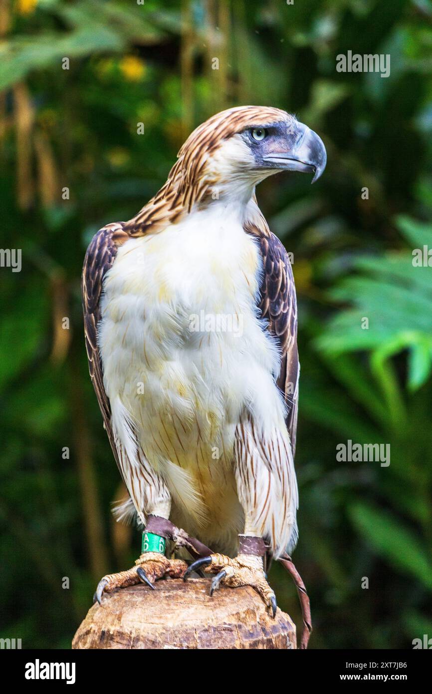 Philippine eagle pithecophaga jefferyi Banque de photographies et d’images à haute résolution ...