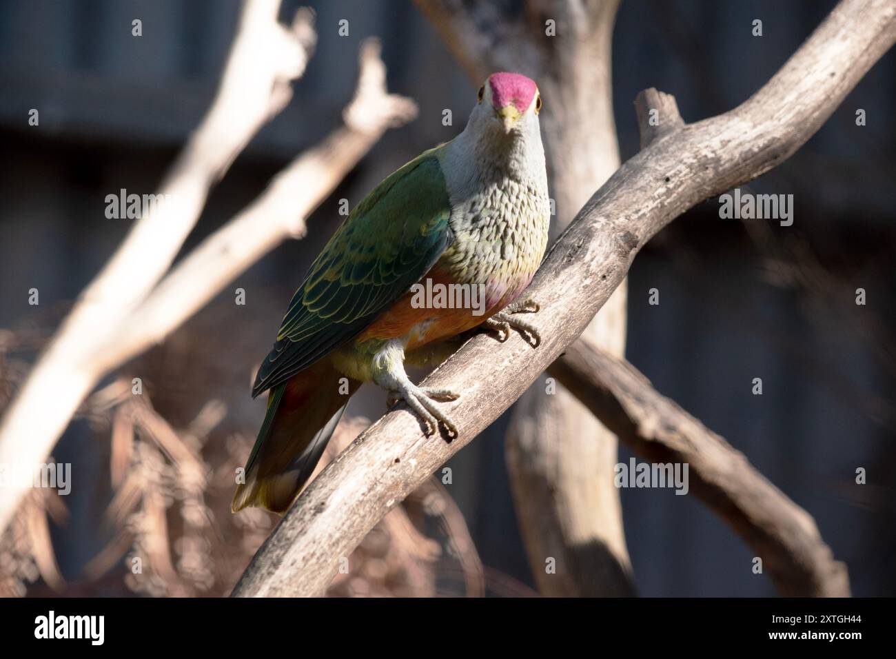 Colombe de fruit de couronne de rose Banque de photographies et d ...