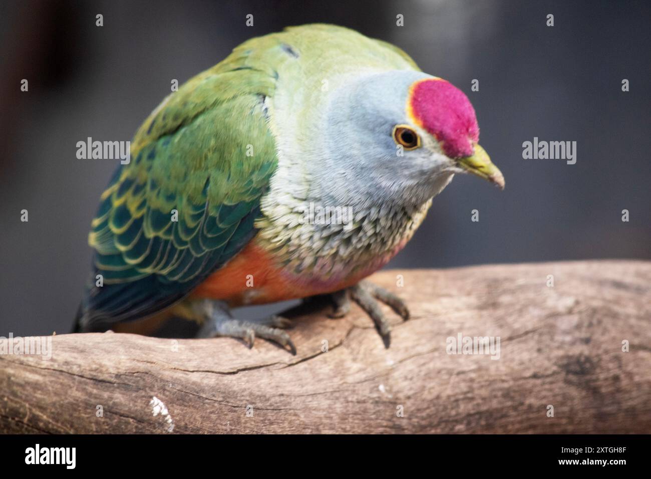 Colombe de fruit de couronne de rose Banque de photographies et d ...