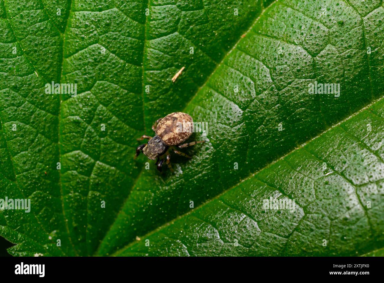 Jumping spider on leaf Banque de photographies et d’images à haute ...