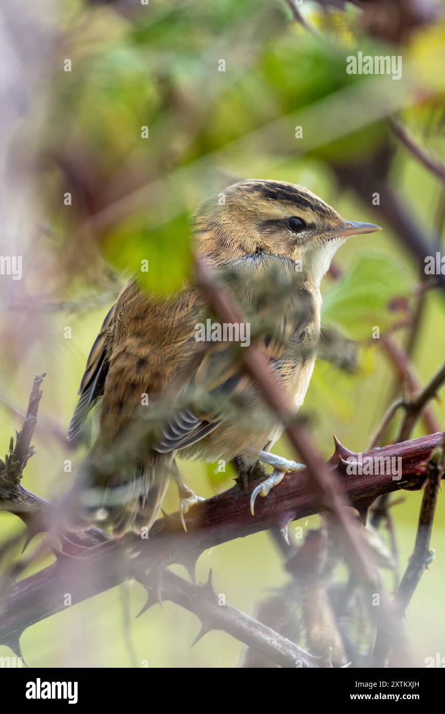 Une paruline de sanglier repérée dans la réserve naturelle de Turvey ...