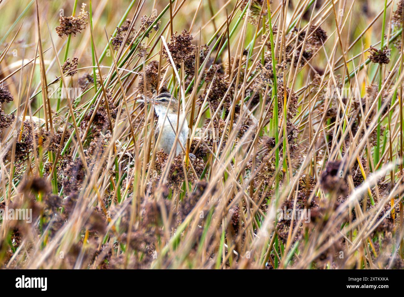 Une paruline de sanglier repérée dans la réserve naturelle de Turvey ...