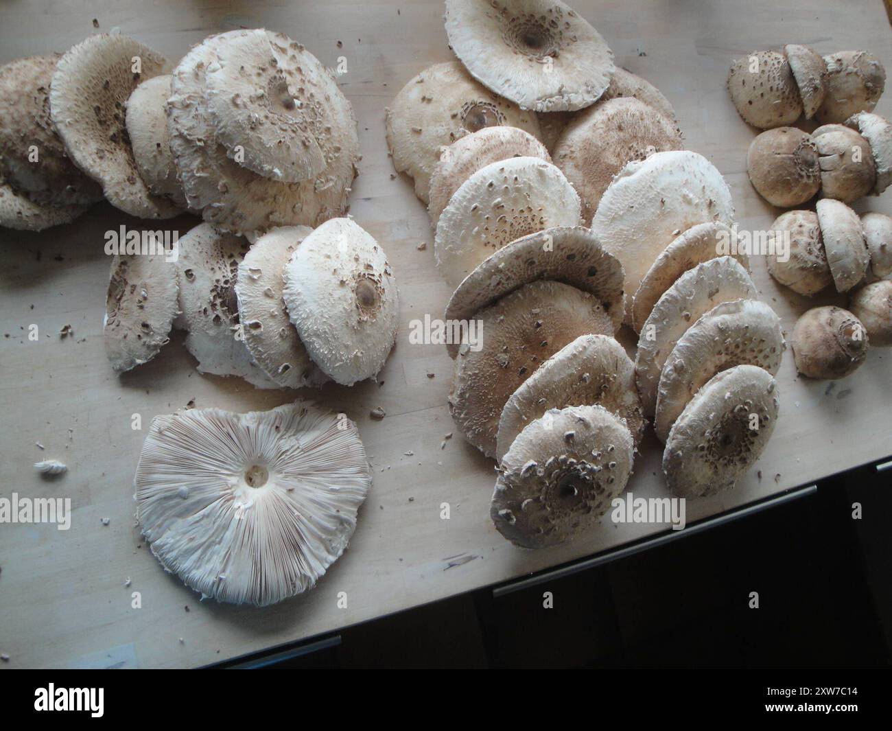 Champignon, champignons sont une forme de vie distincte ou espèce les ...