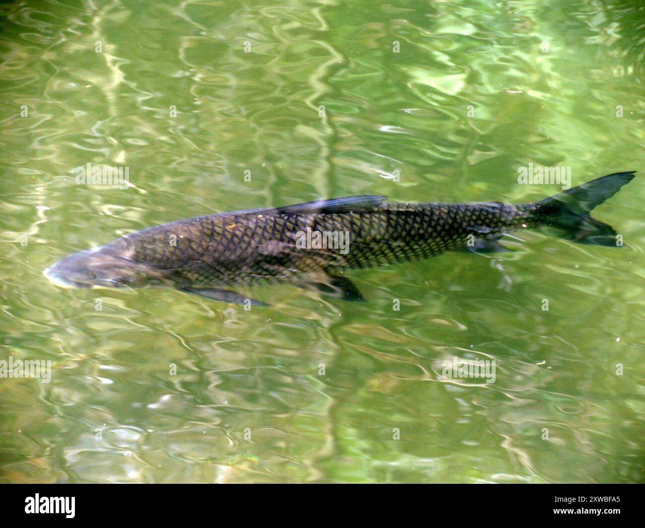 Prochilodus lineatus Banque de photographies et d’images à haute ...