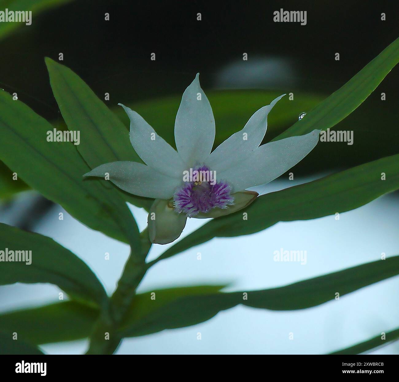 Thunia alba Banque de photographies et d’images à haute résolution - Alamy