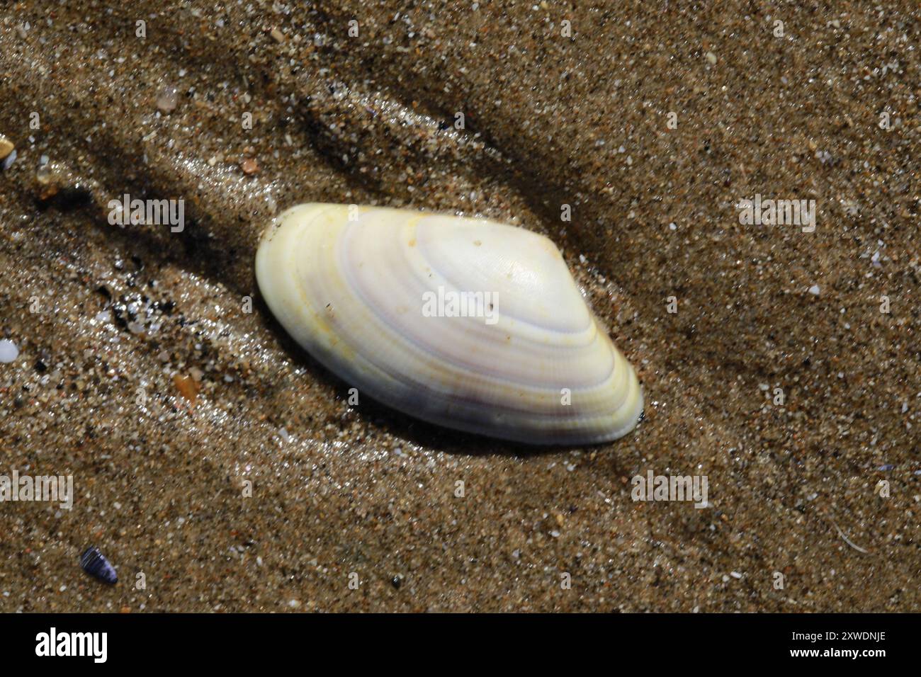Wedge shell donax vittatus Banque de photographies et d’images à haute ...