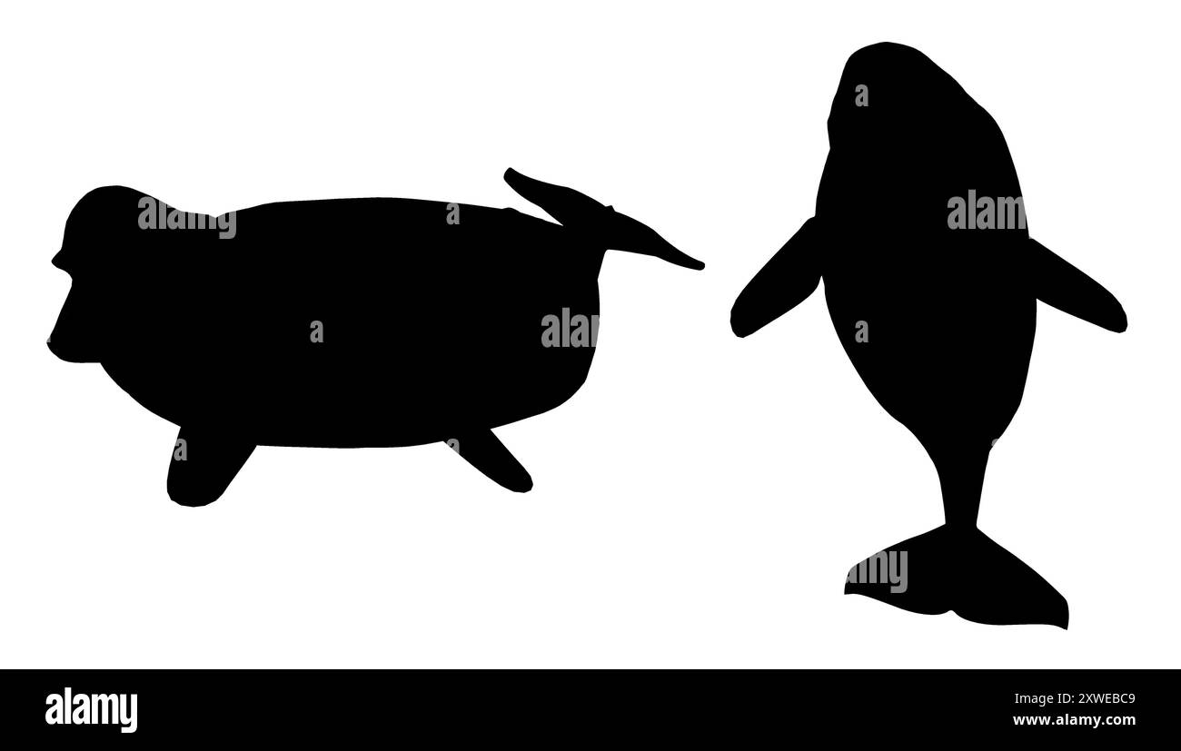 Beluga silhouette Banque d'images noir et blanc - Alamy