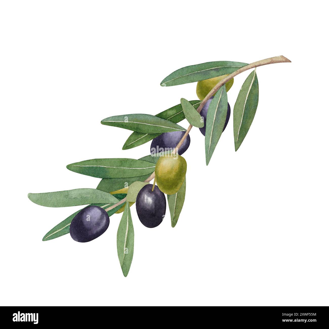 Aquarelle olive Banque d'images détourées - Alamy