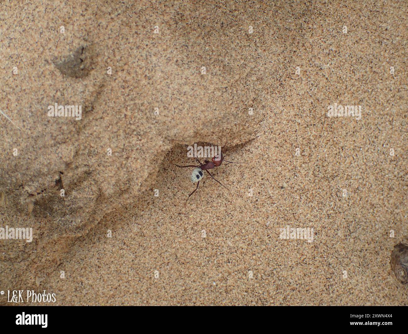 Namib desert dune ant Banque de photographies et d’images à haute ...