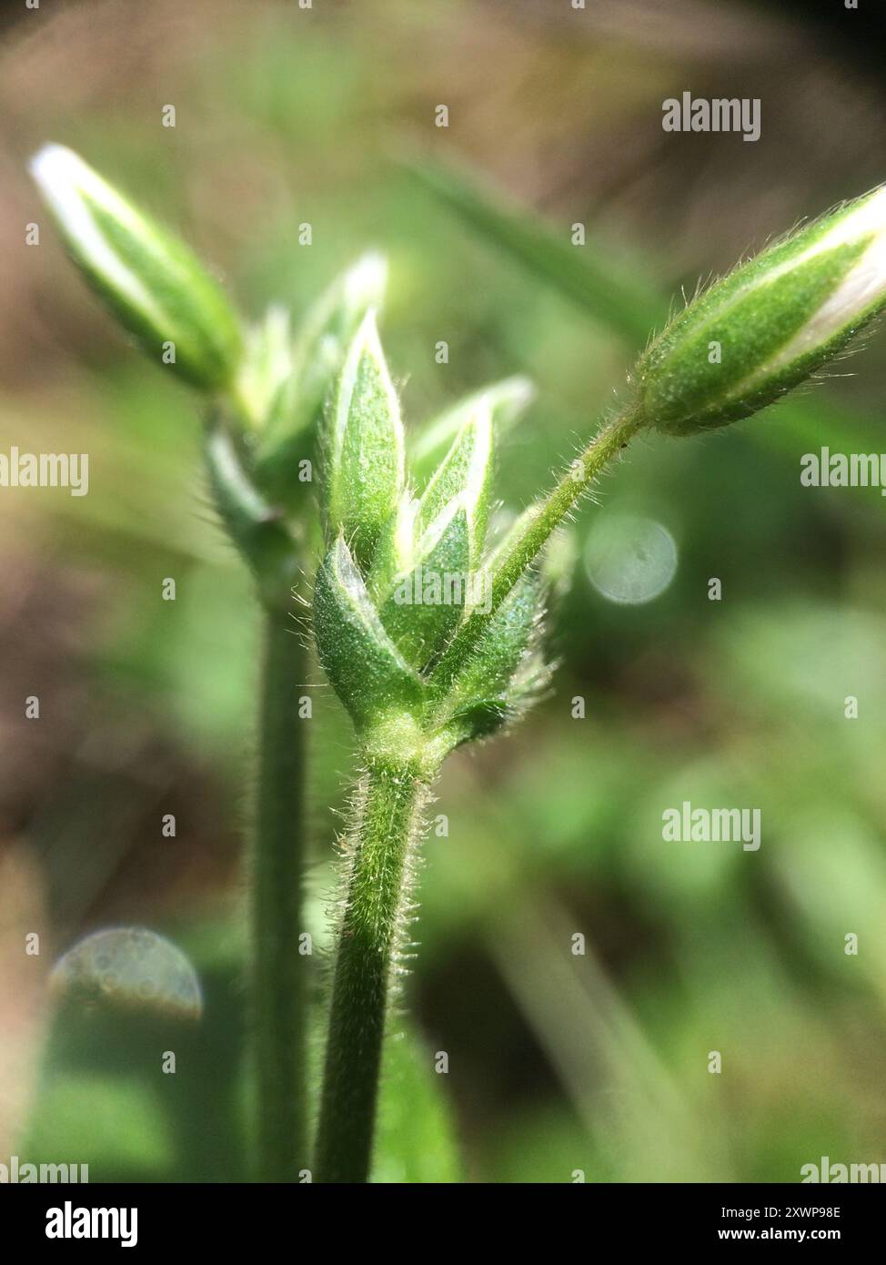 Cerastium holosteoides Banque de photographies et d’images à haute ...