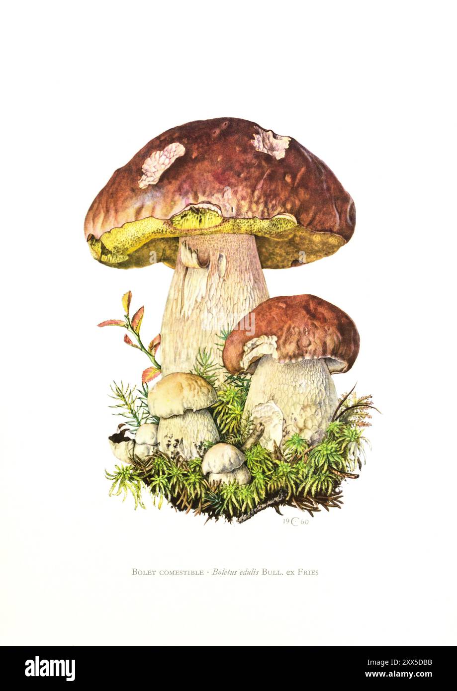 Champignons edulis Banque d'images détourées - Alamy