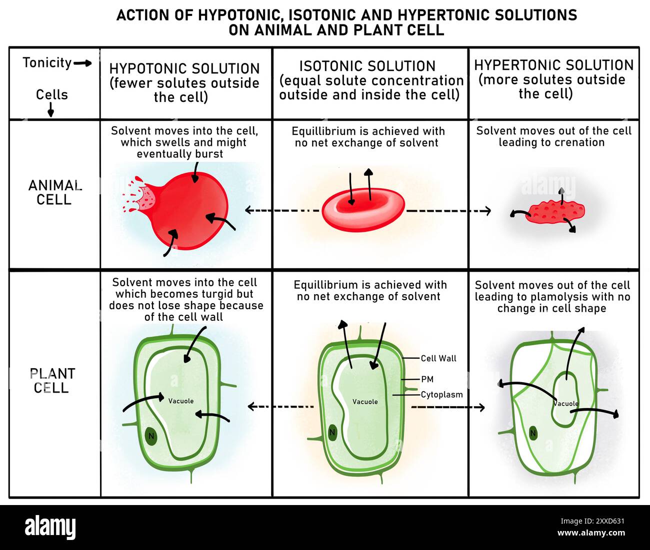 Solutions hypotoniques, isotoniques et hypertoniques, illustration. Dans une solution ...