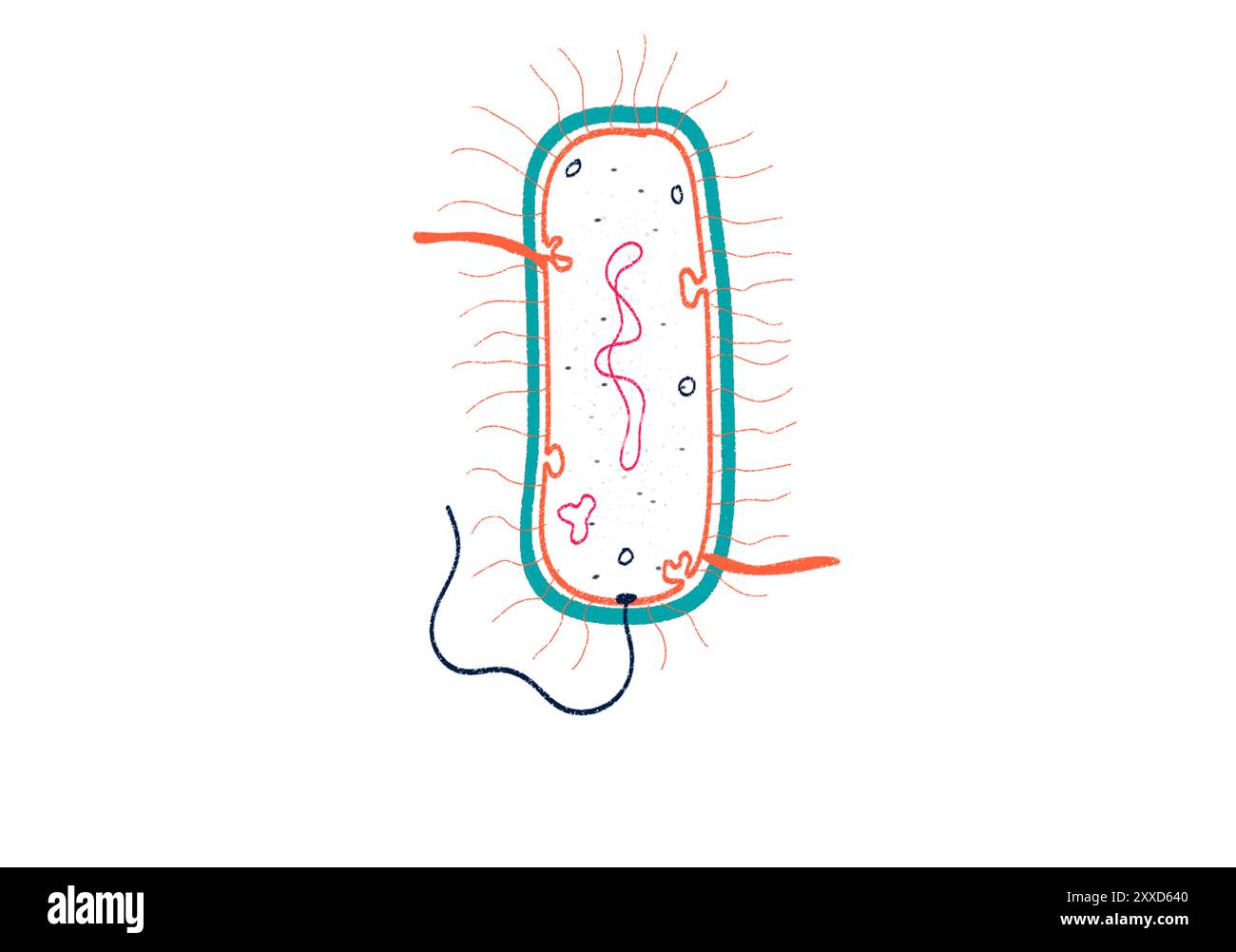Gram positive bacteria Banque d'images détourées - Alamy