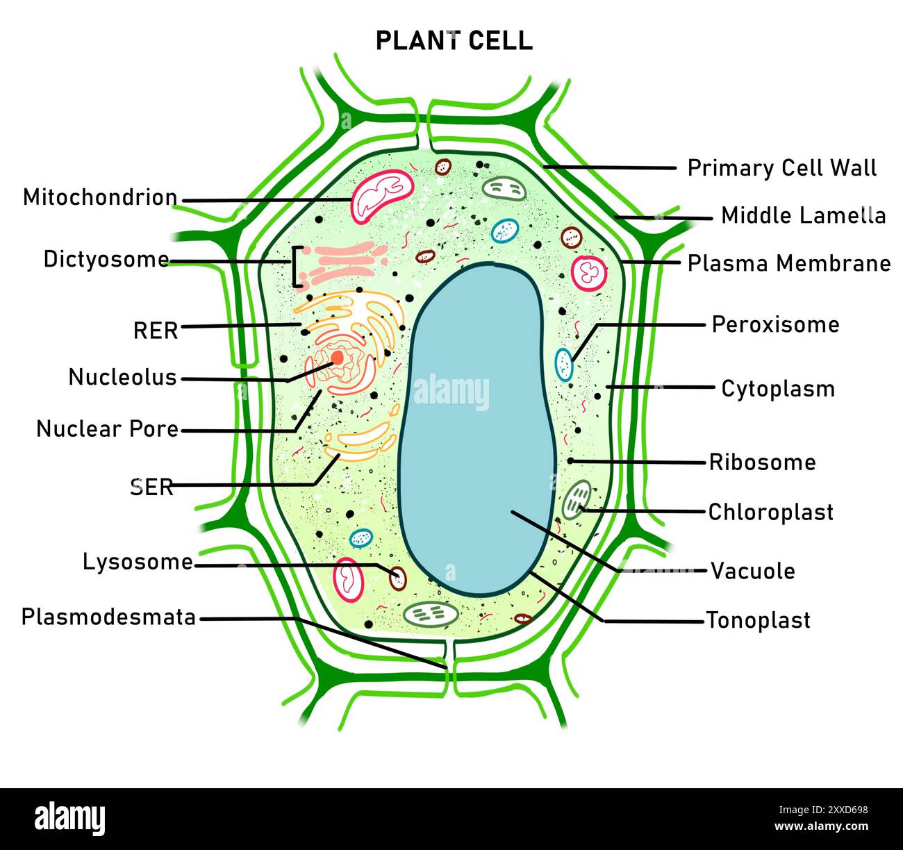 Organites Des Cellules De Garde