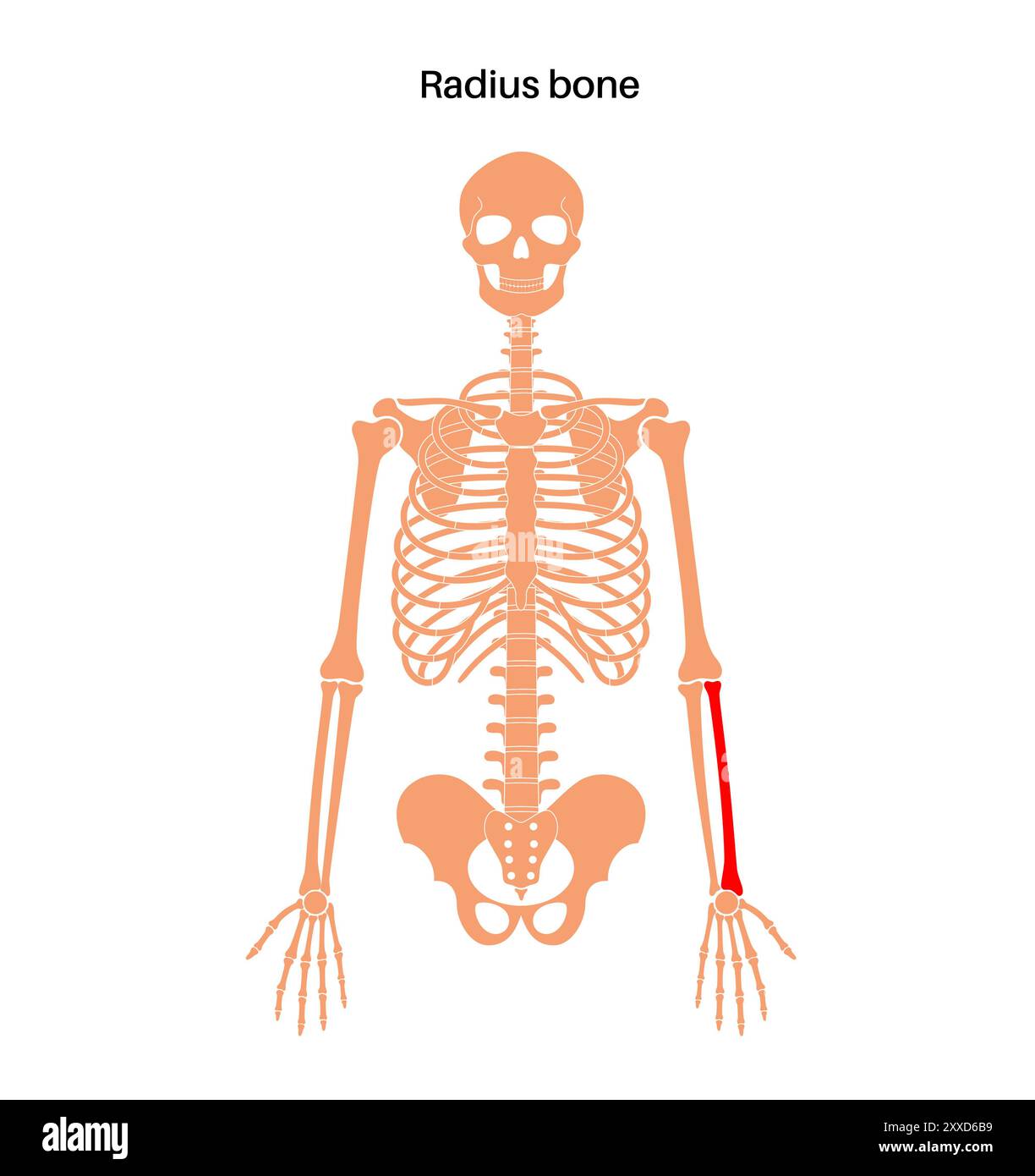 Anatomie de l'os du radius, illustration Photo Stock - Alamy