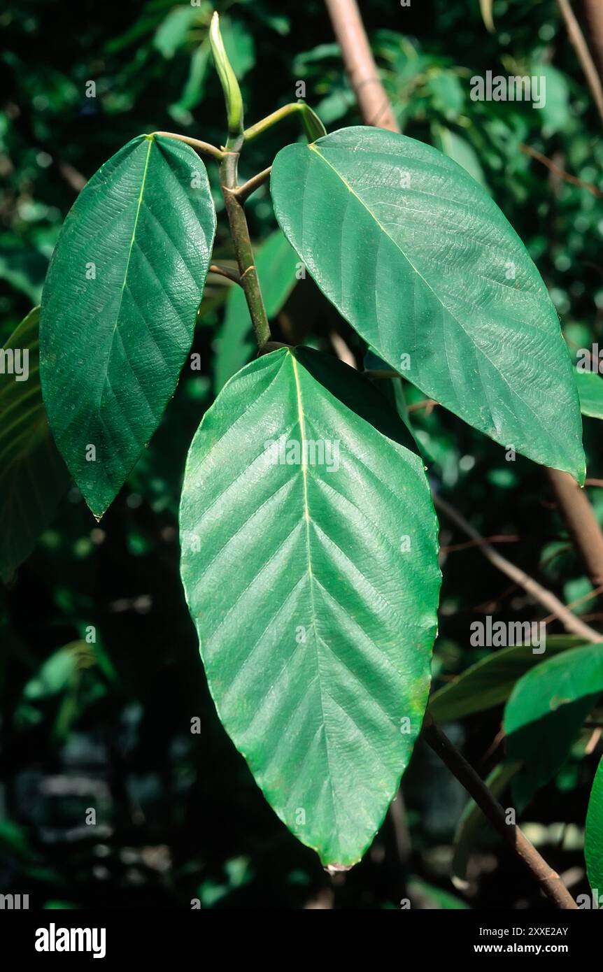 Antiaris toxicaria Banque de photographies et d’images à haute ...