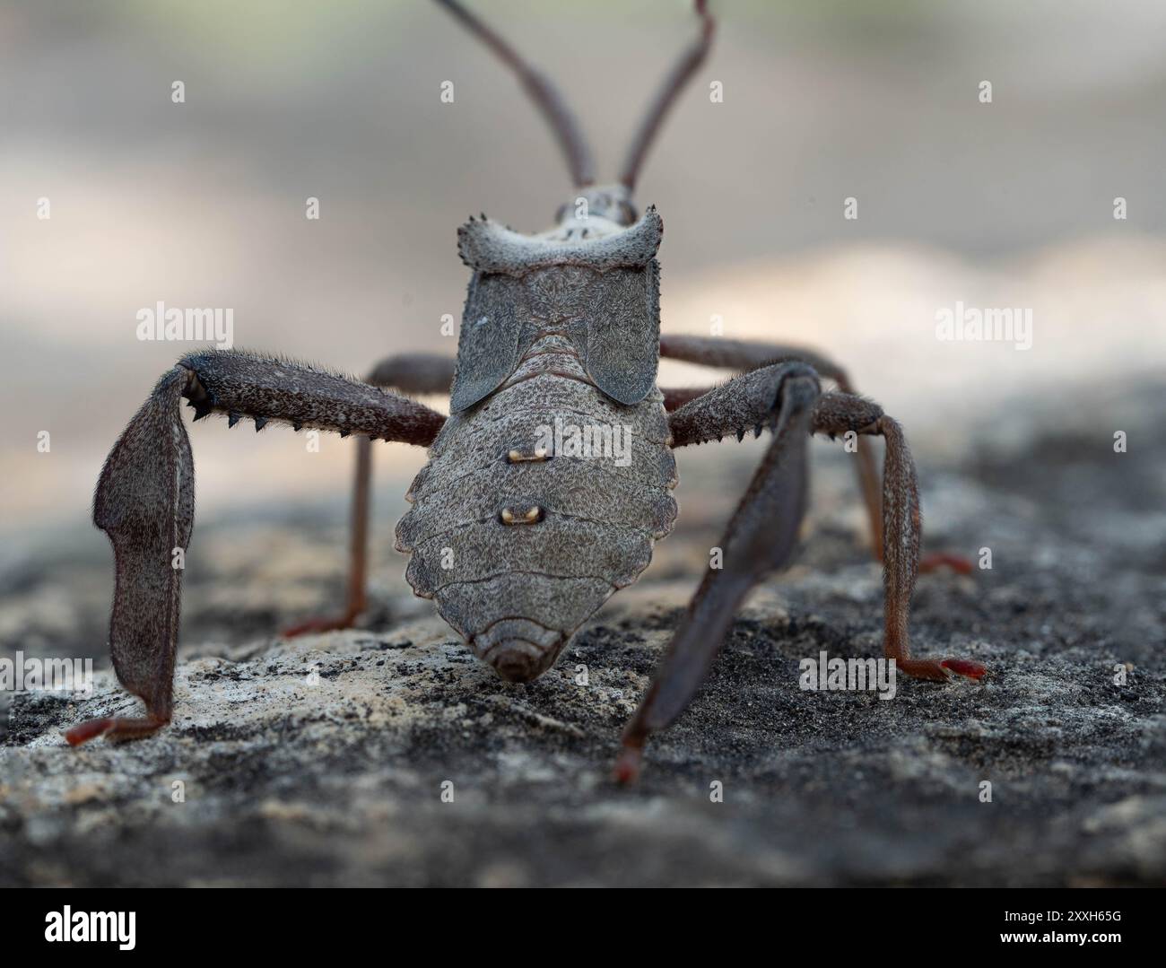 Anatomie des insectes Banque de photographies et d’images à haute ...