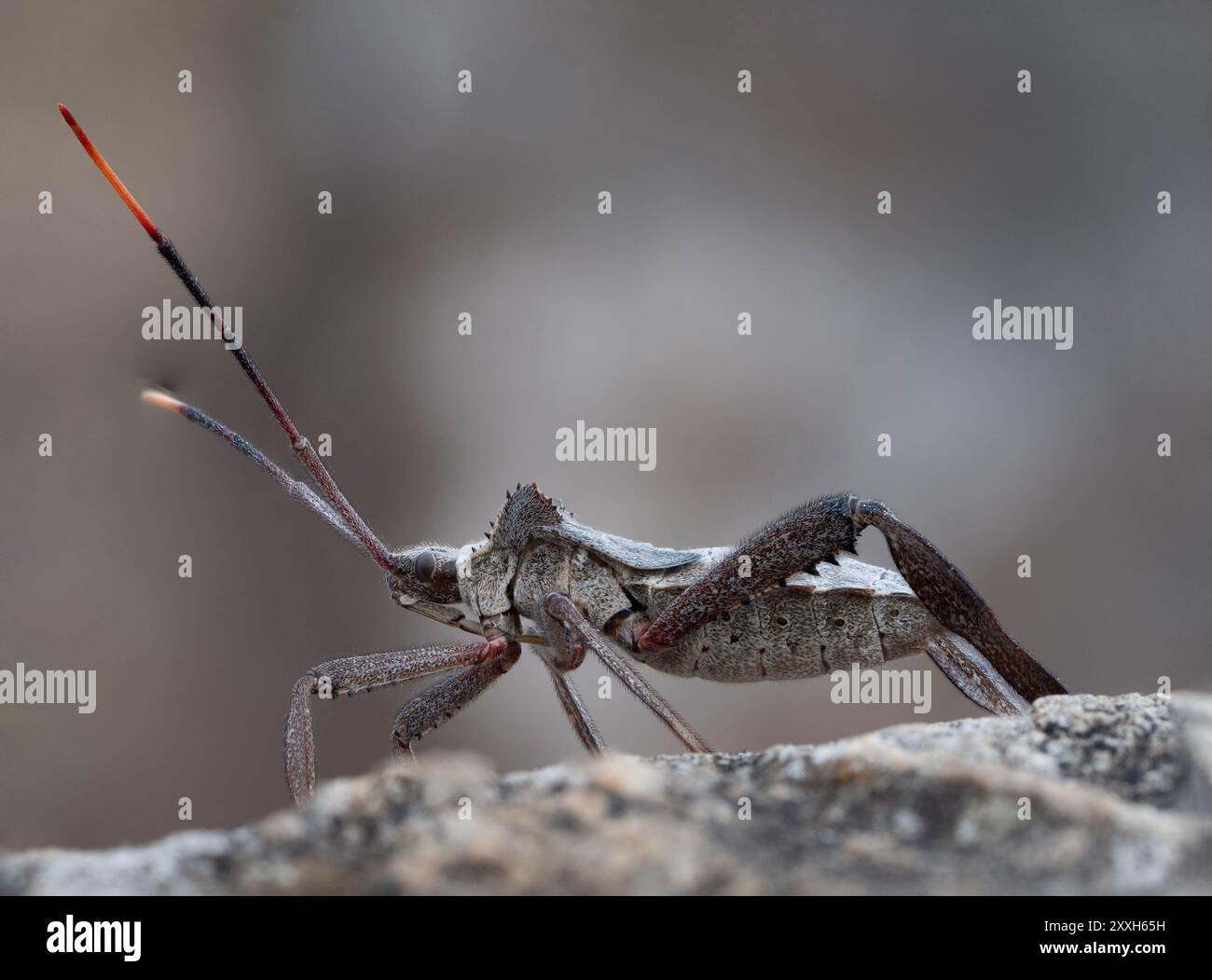 Anatomie des insectes Banque de photographies et d’images à haute ...