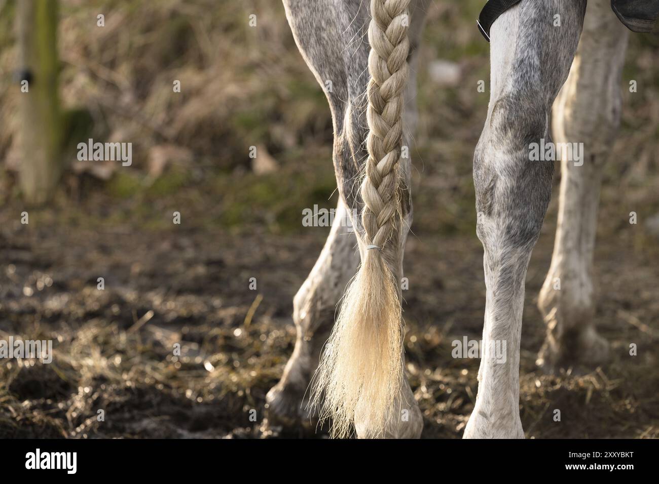 Une queue tressée d'un cheval blanc Banque de photographies et d’images ...
