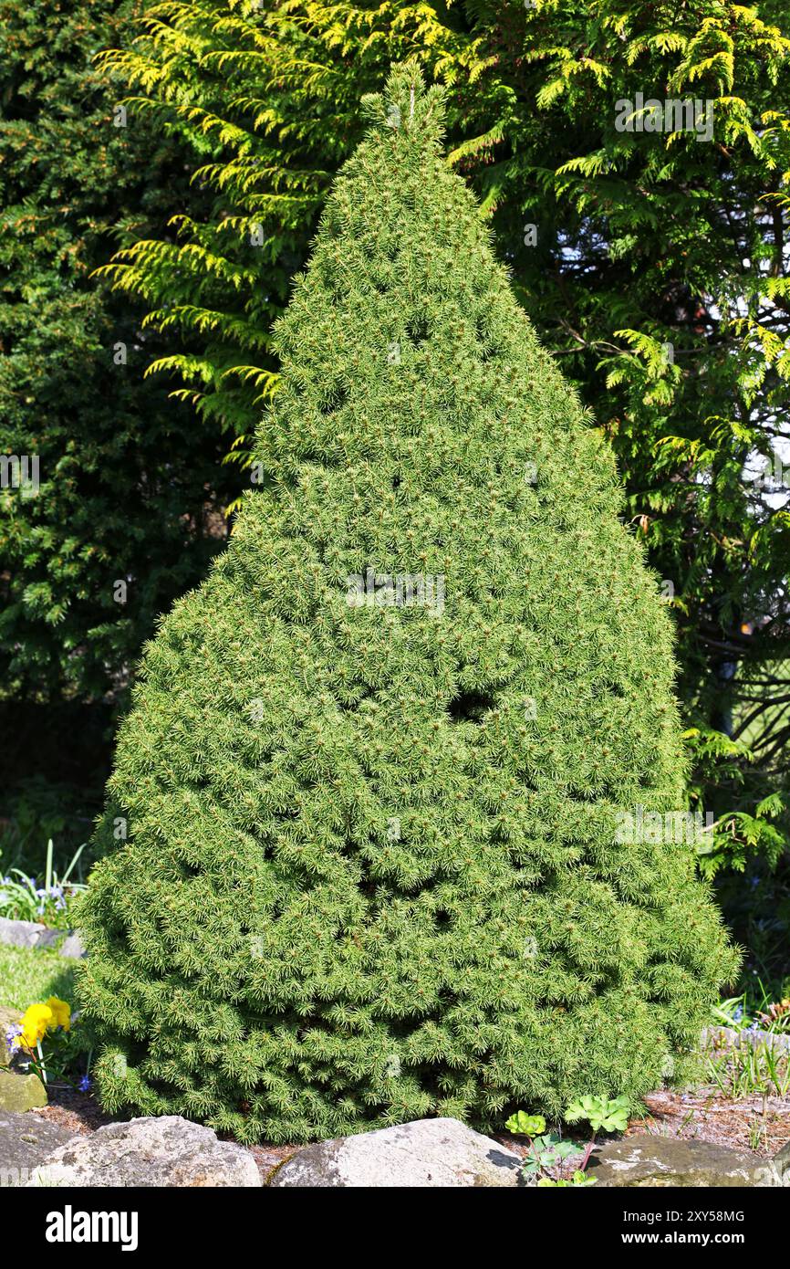 Picea glauca conica fleur Banque de photographies et d’images à haute ...