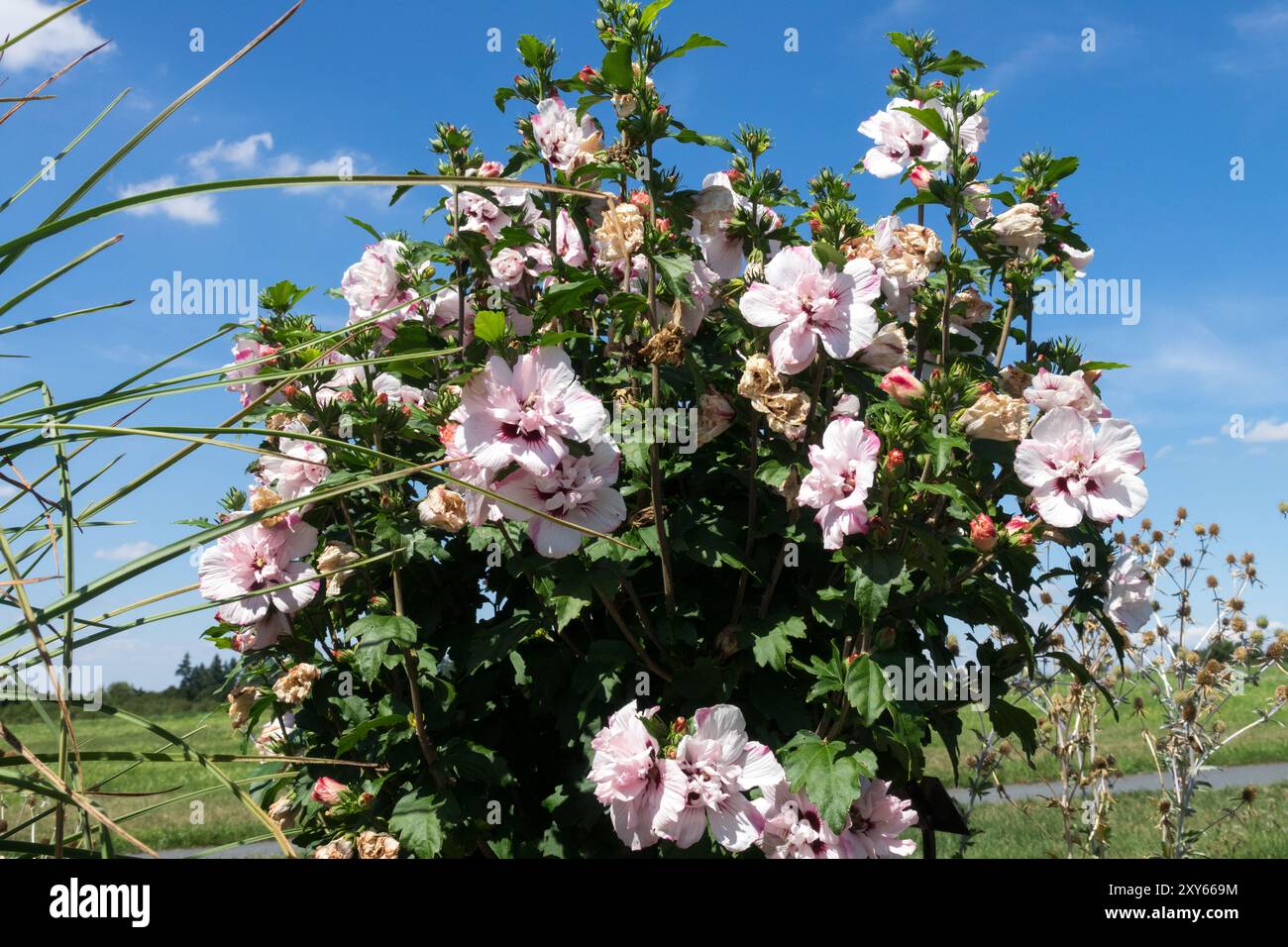 Hibiscus syriacus lady stanley Banque de photographies et d’images à ...