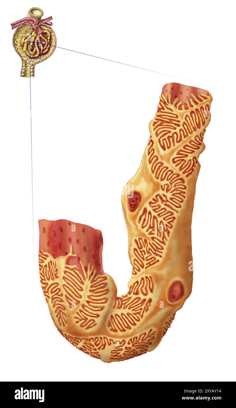 Renal corpuscle anatomy Banque de photographies et d’images à haute ...