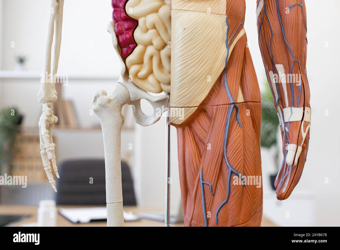 Anatomie homme organes Banque de photographies et d’images à haute ...