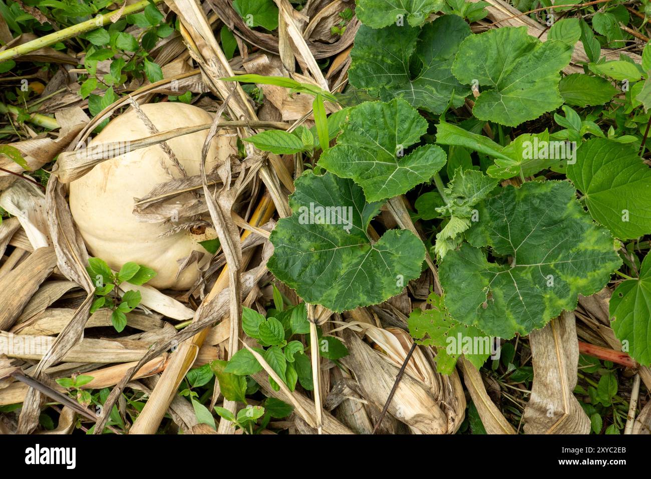 Melon sauvage maroc Banque de photographies et d’images à haute ...