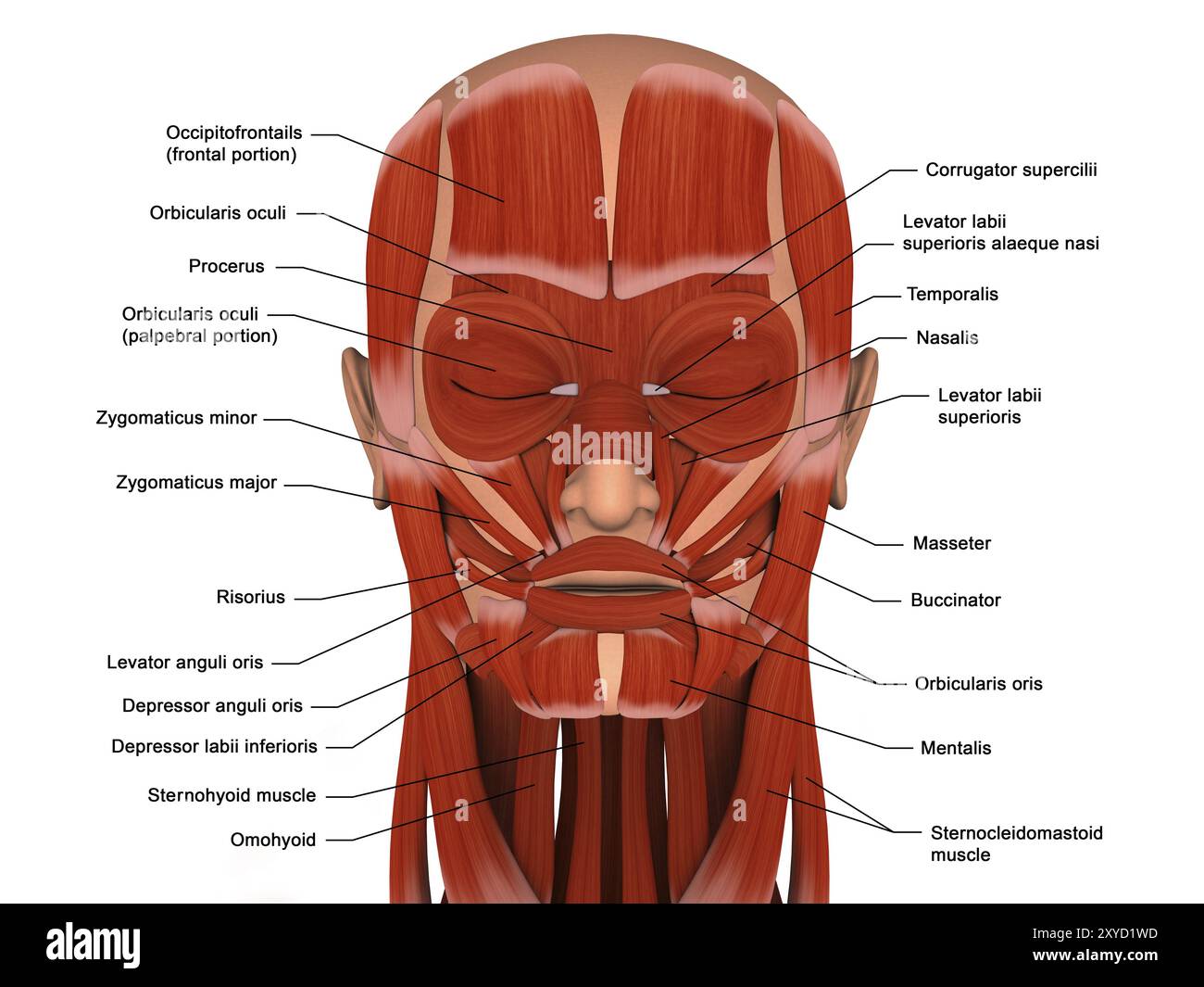Anatomie humaine muscles de face Banque de photographies et d’images à ...