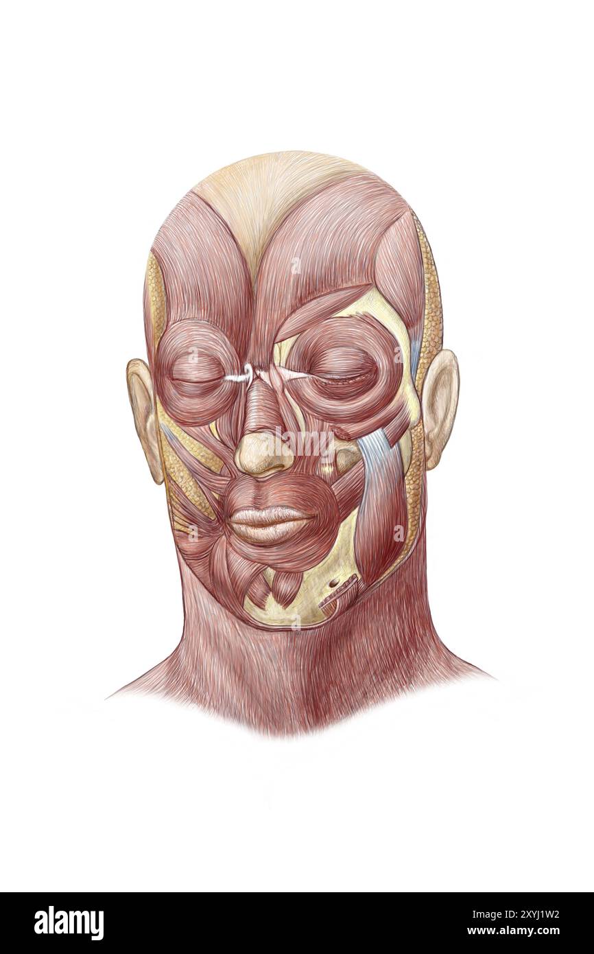Anatomie du visage humain Banque de photographies et d’images à haute ...
