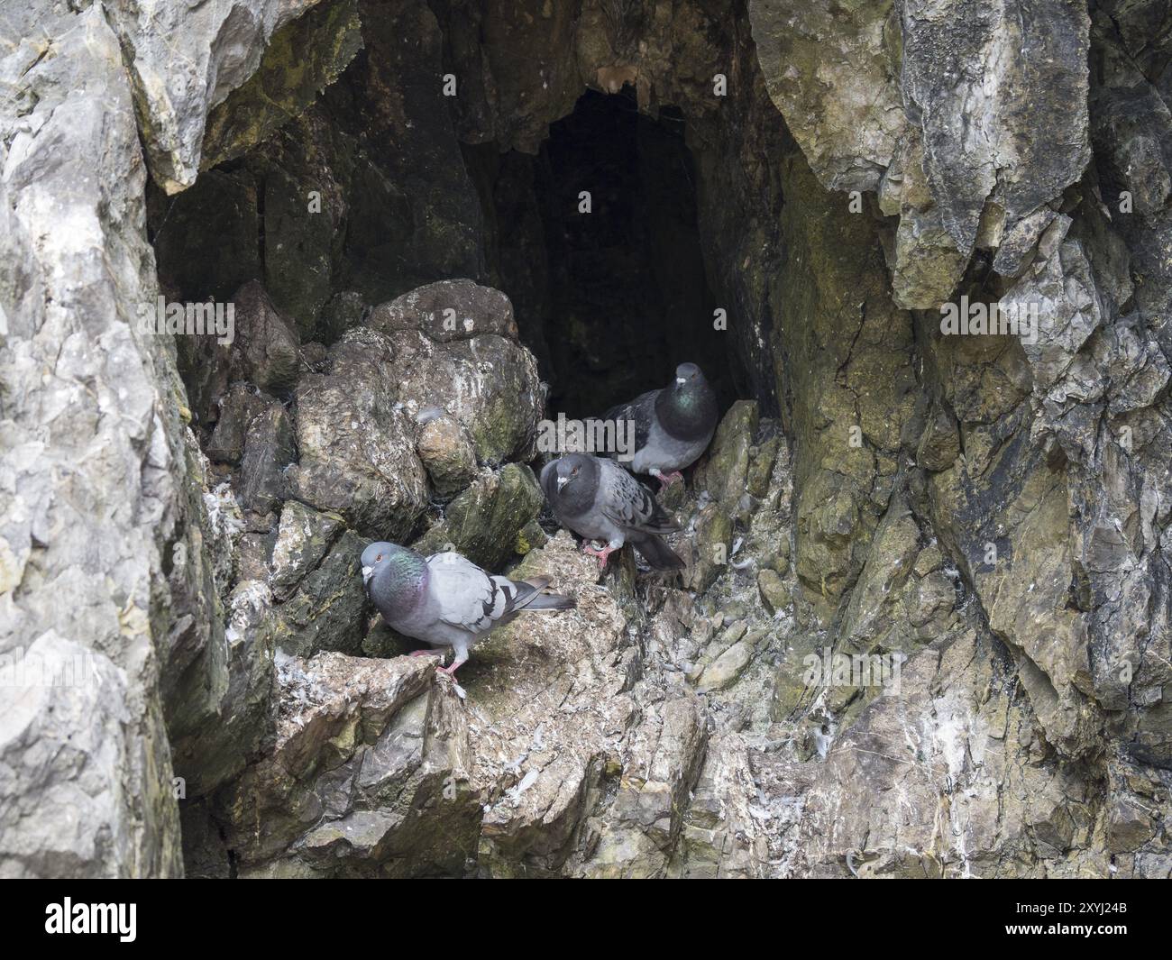 Les grottes galloises Banque de photographies et d’images à haute ...