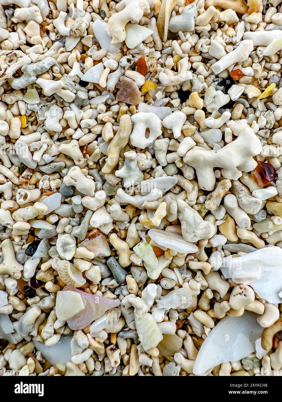 Shells on beach Banque de photographies et d’images à haute résolution ...