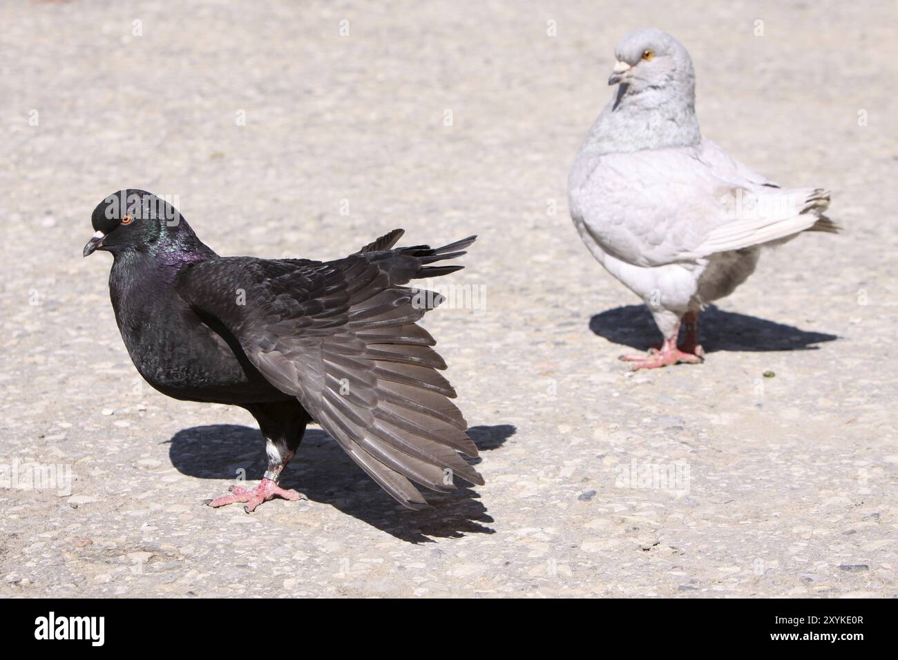 Modena pigeon Banque de photographies et d’images à haute résolution ...