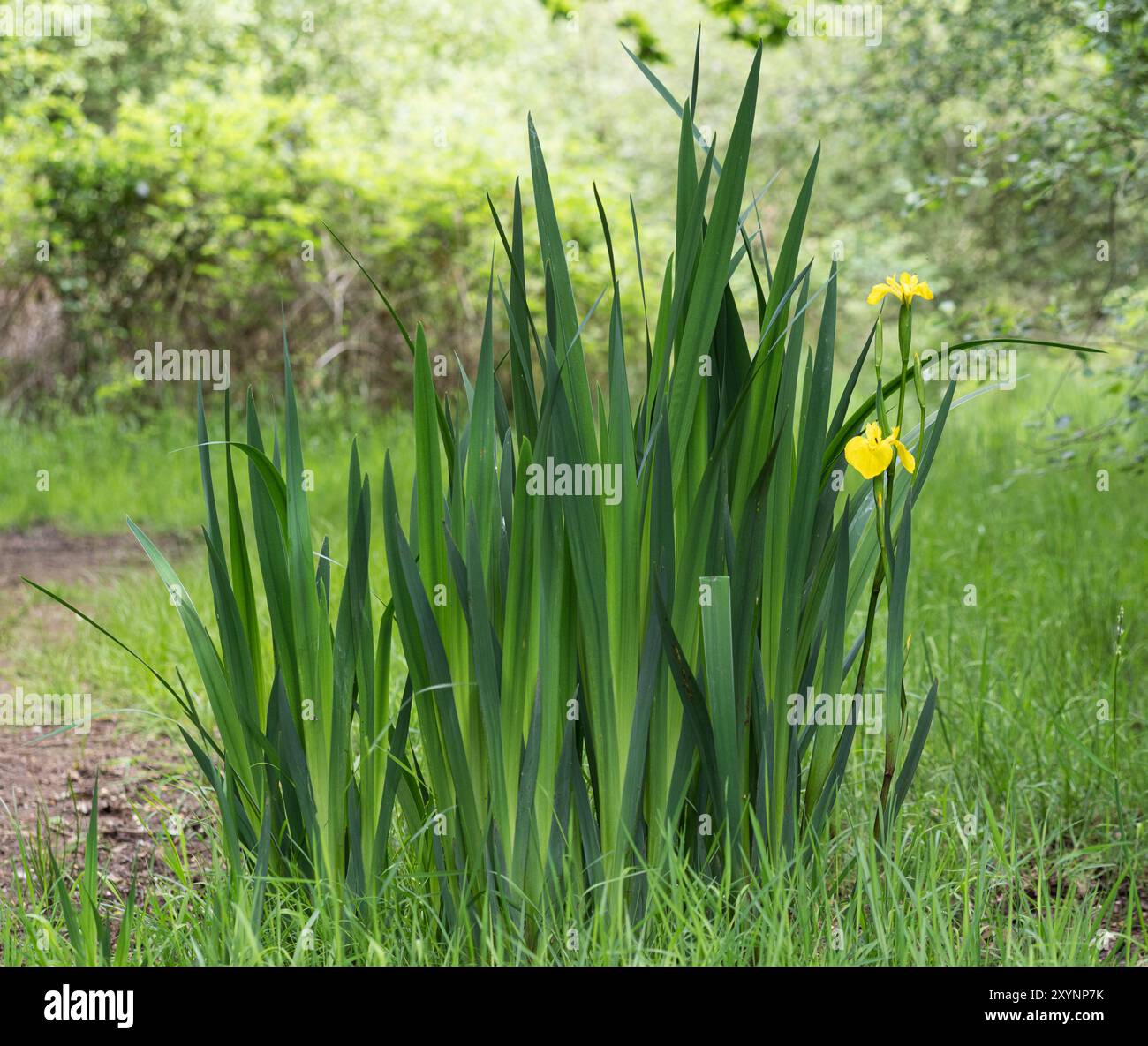 un amas d'iris jaune pseudacorus poussant dans de fortes lignes ...