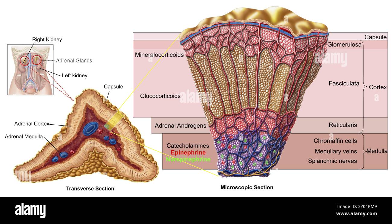 Surrénale anatomie Banque de photographies et d’images à haute résolution - Alamy