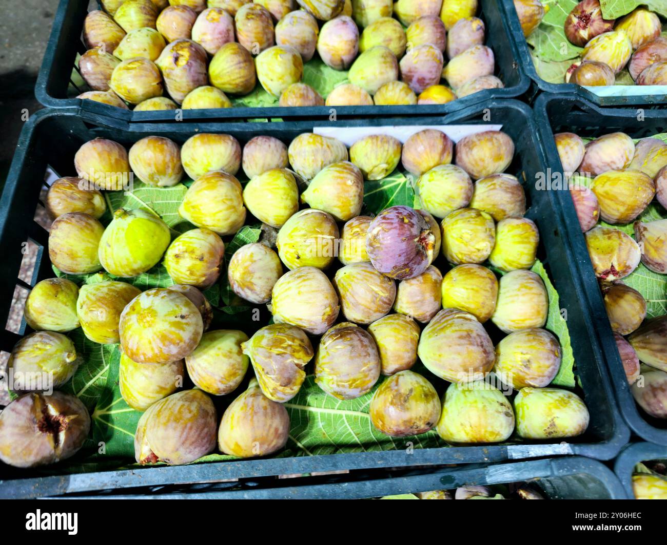 La figue, fruit comestible de Ficus Carica, une espèce de petit arbre ...