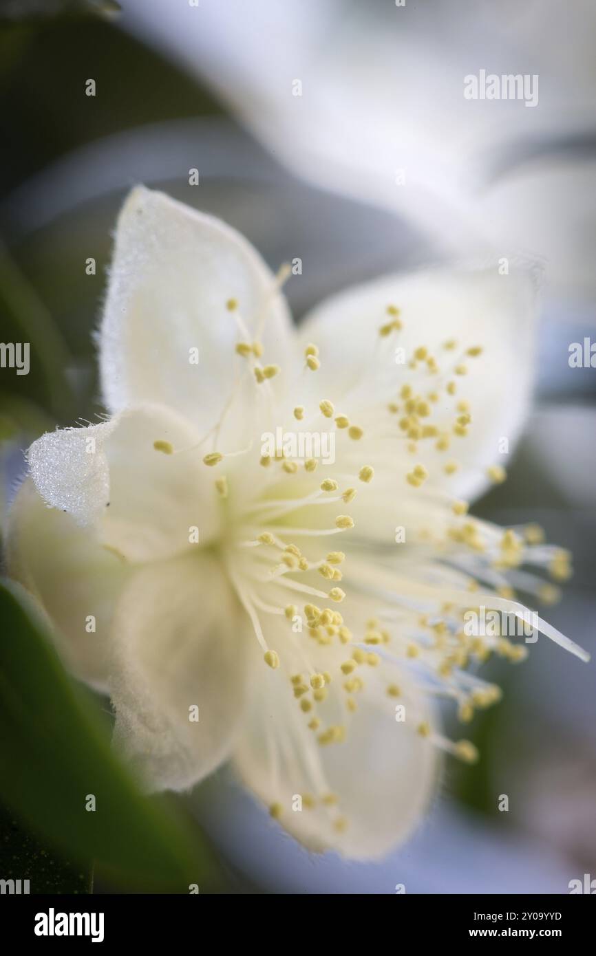 Myrte fleurs myrtus communis Banque de photographies et d’images à ...