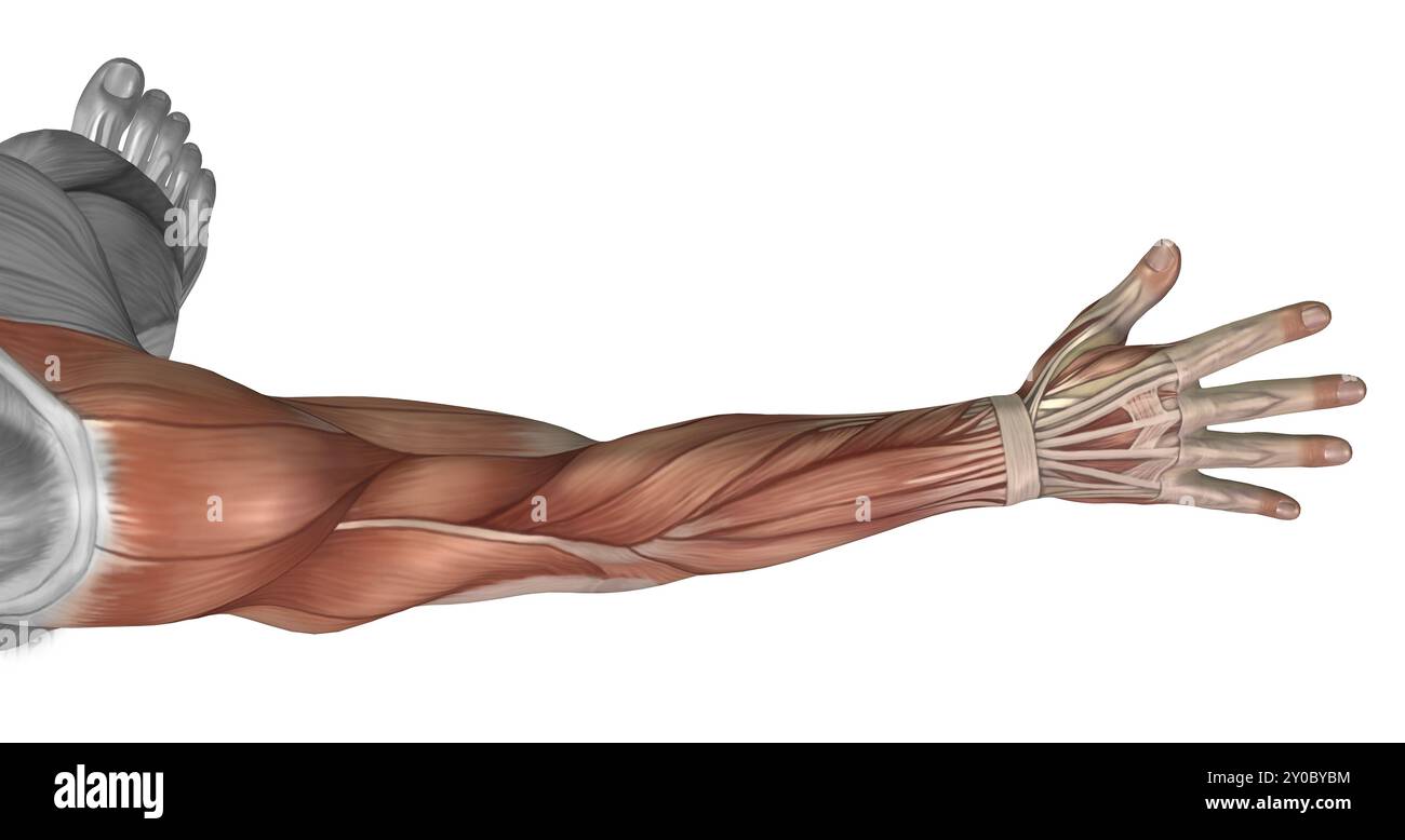 Anatomie musculaire bras Banque de photographies et d’images à haute ...