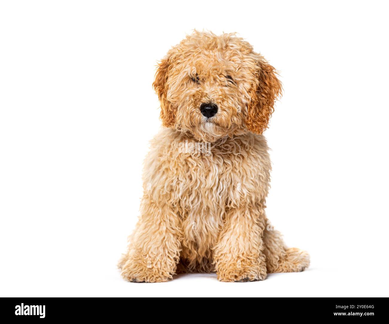 Cocker spaniel caniche Banque d'images détourées - Alamy