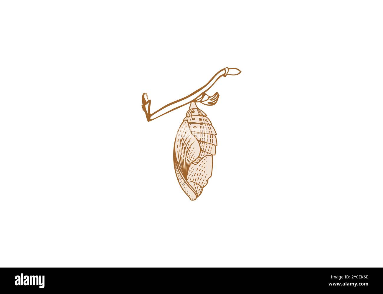 Chrysalide suspendue Banque d'images vectorielles - Alamy