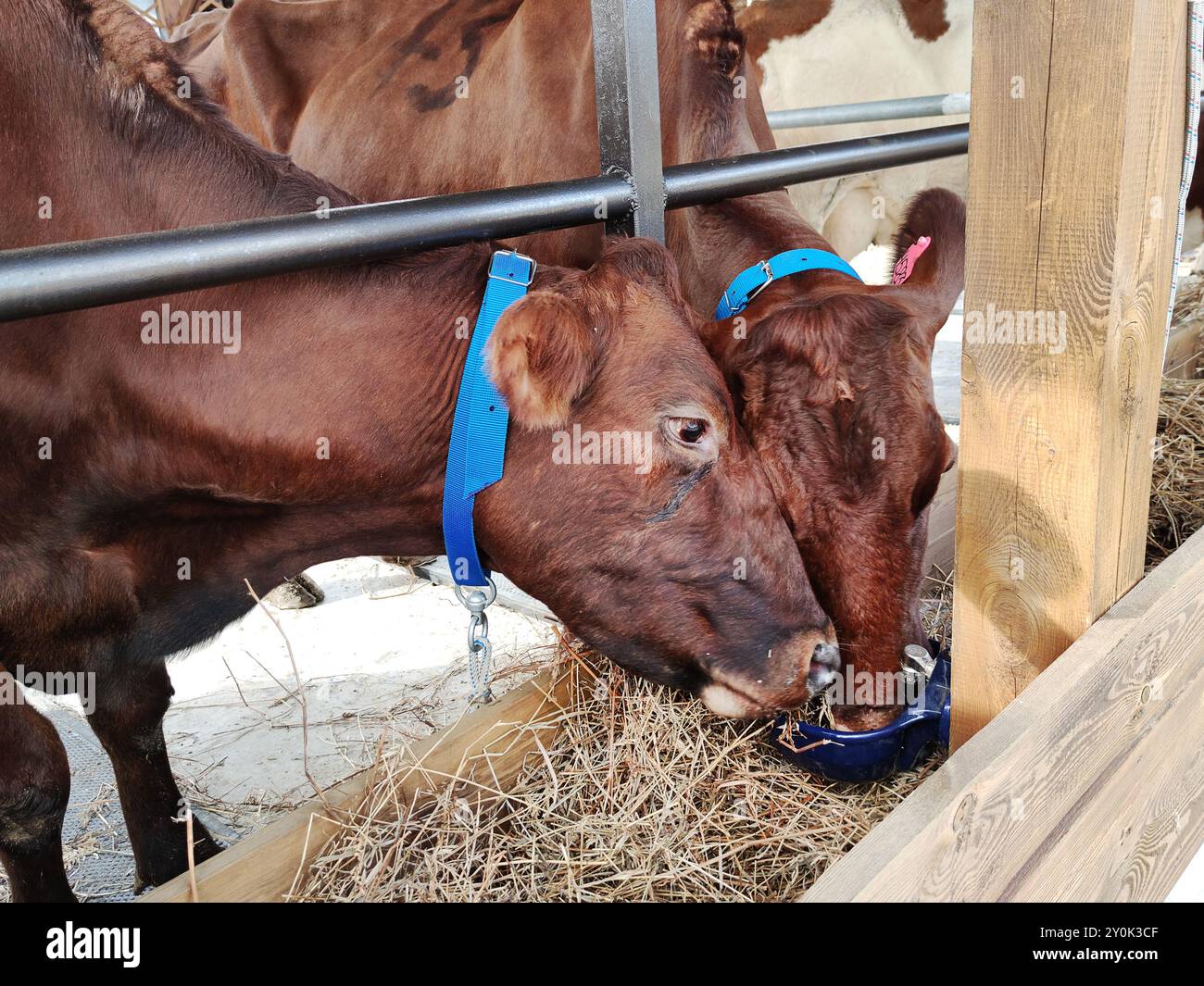 L'alimentation du bétail avec du foin. Vaches sur ferme laitière ...