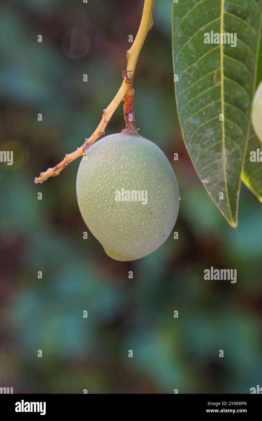 Young mango on mango tree Banque de photographies et d’images à haute ...