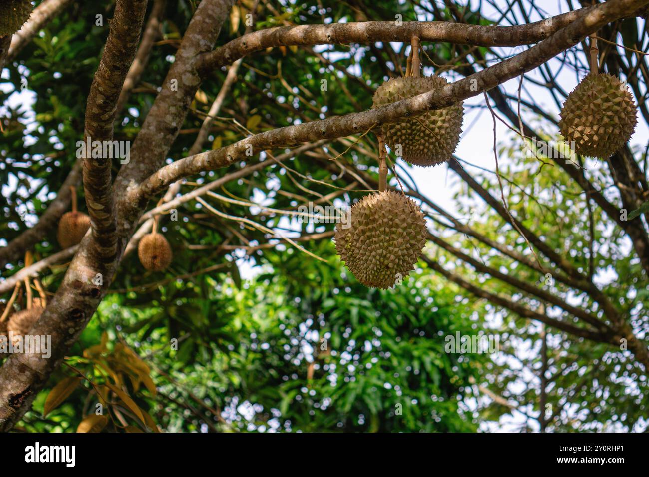 Arbre durian Banque de photographies et d’images à haute résolution - Alamy