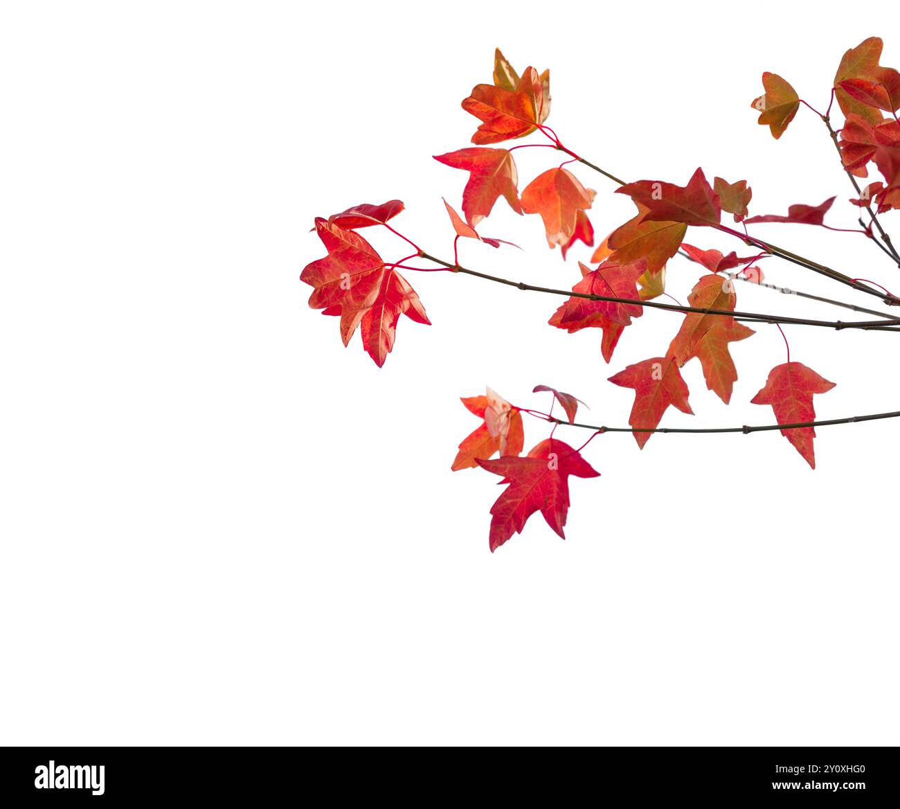 Acer buergerianum Banque d'images détourées - Alamy