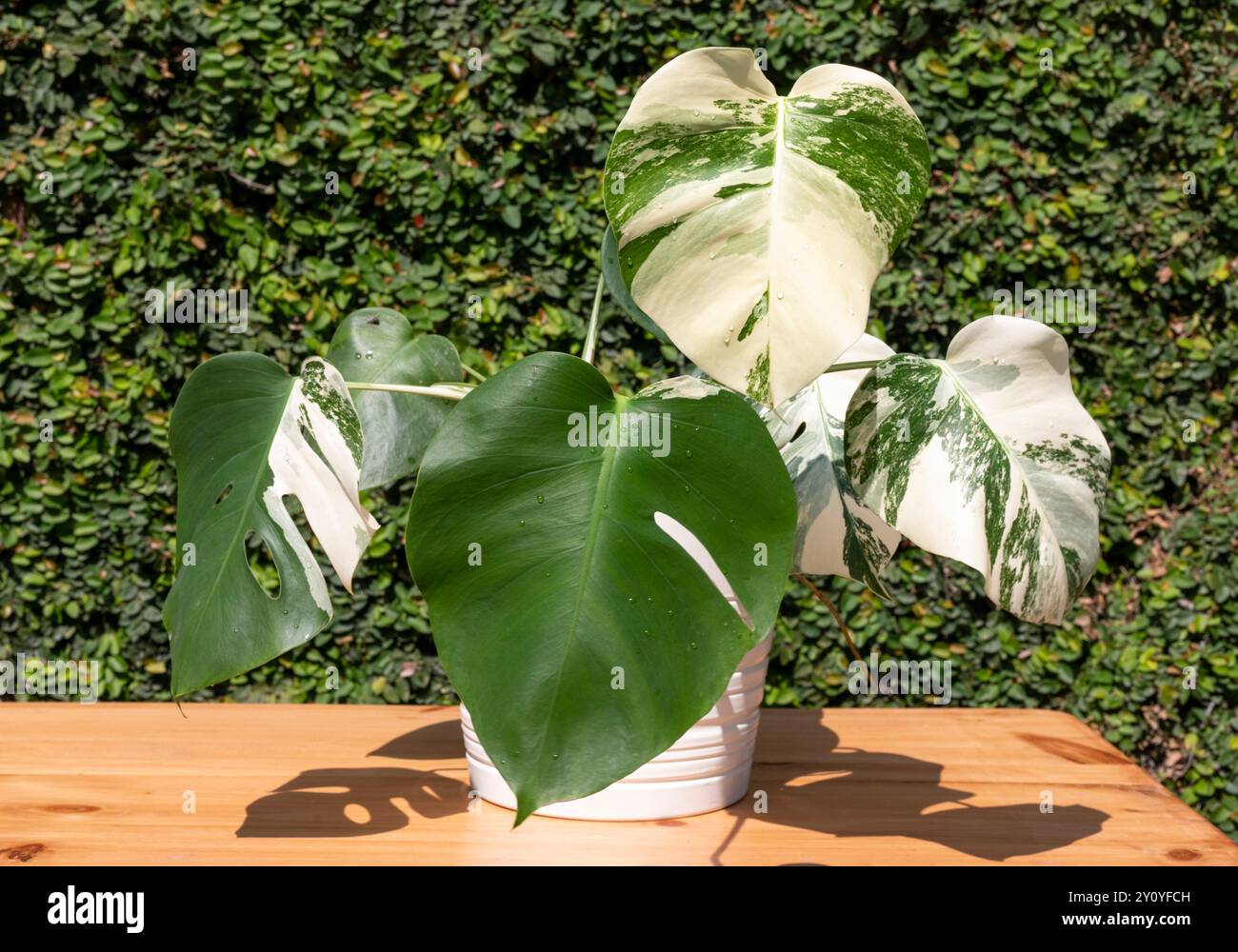 Pleine lune de monstera deliciosa variegata Banque de photographies et ...