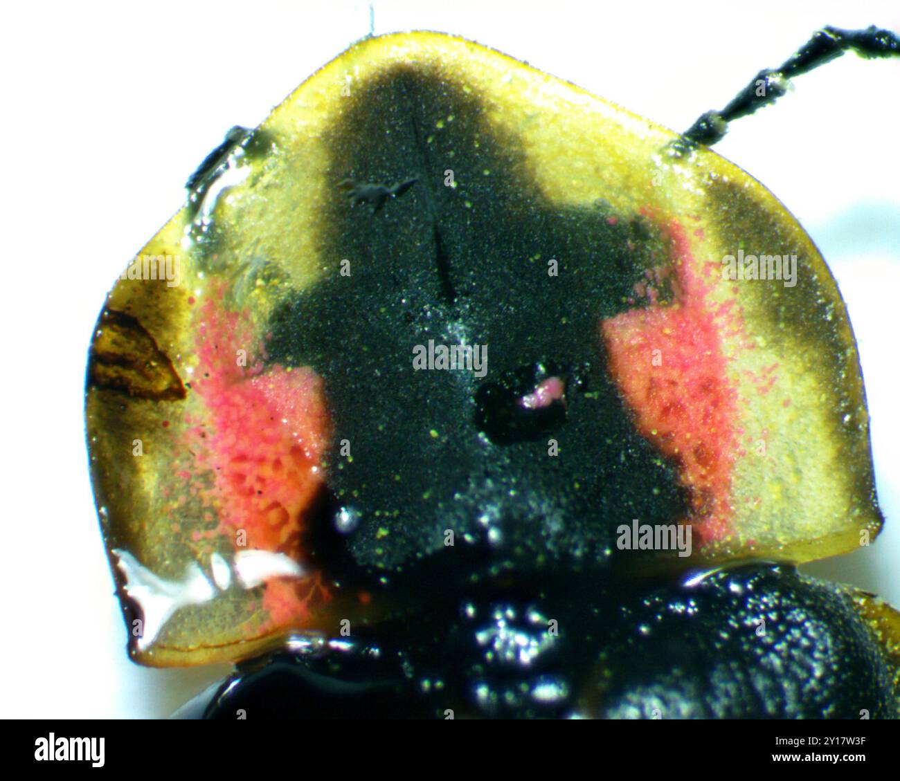 Pyractomena borealis Banque de photographies et d’images à haute ...