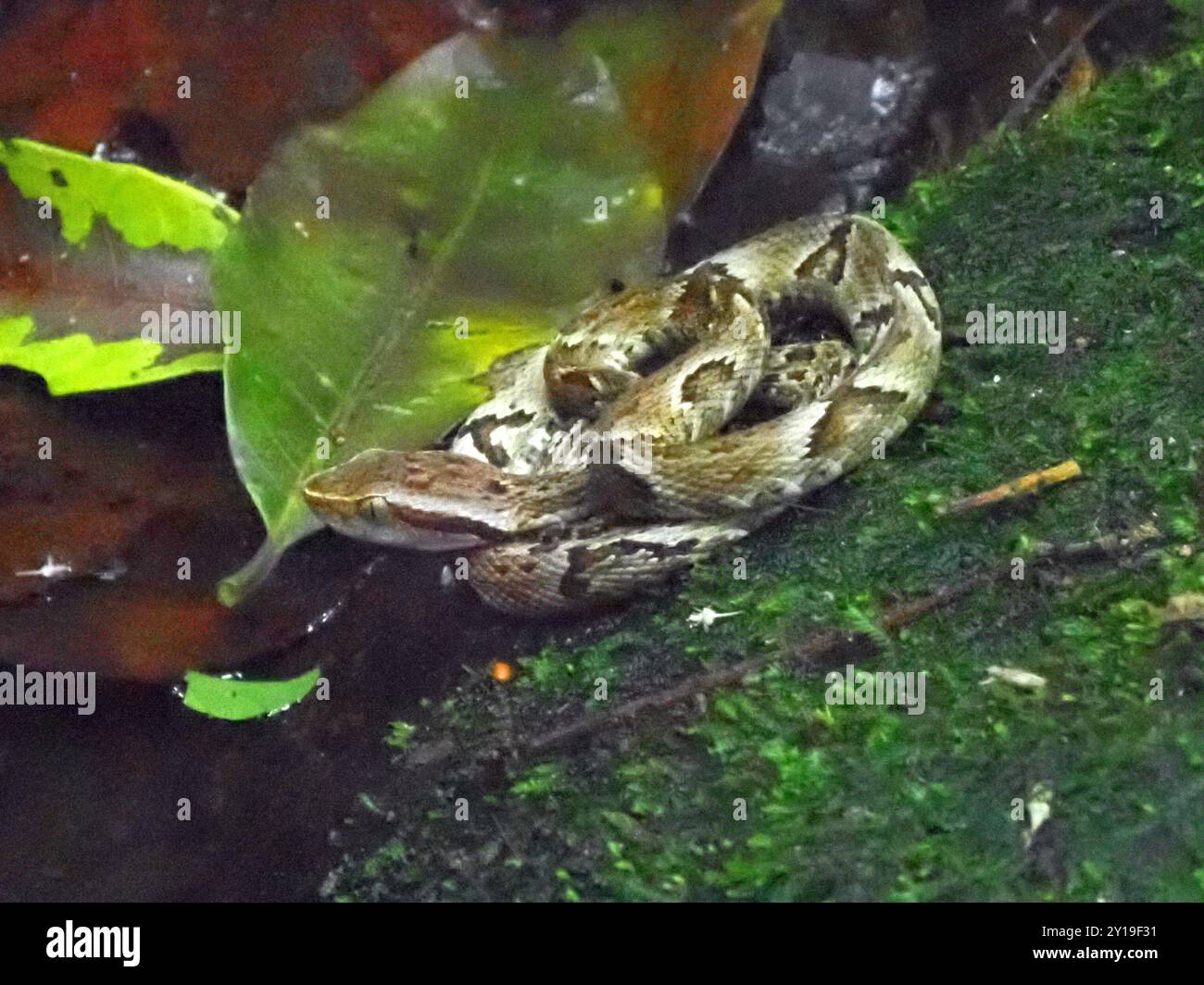 Bothrops jararaca Banque de photographies et d’images à haute ...