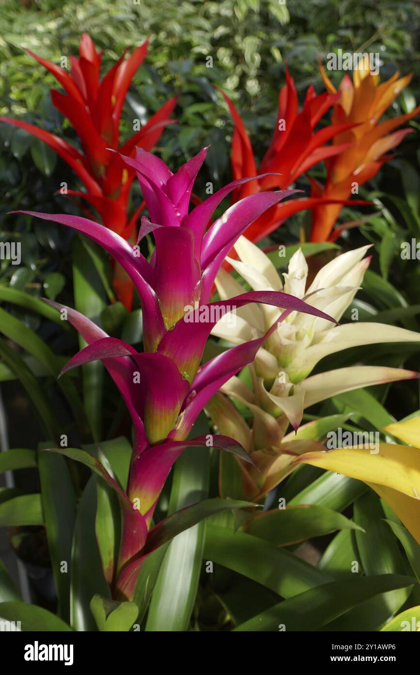 Guzmania bromeliad Banque de photographies et d’images à haute ...