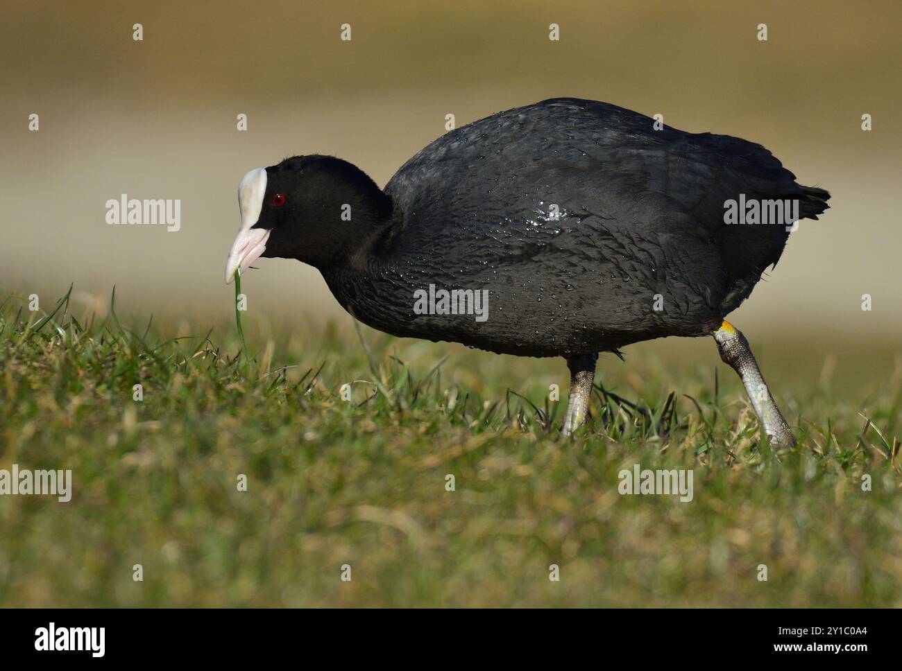 Coot side view Banque de photographies et d’images à haute résolution ...