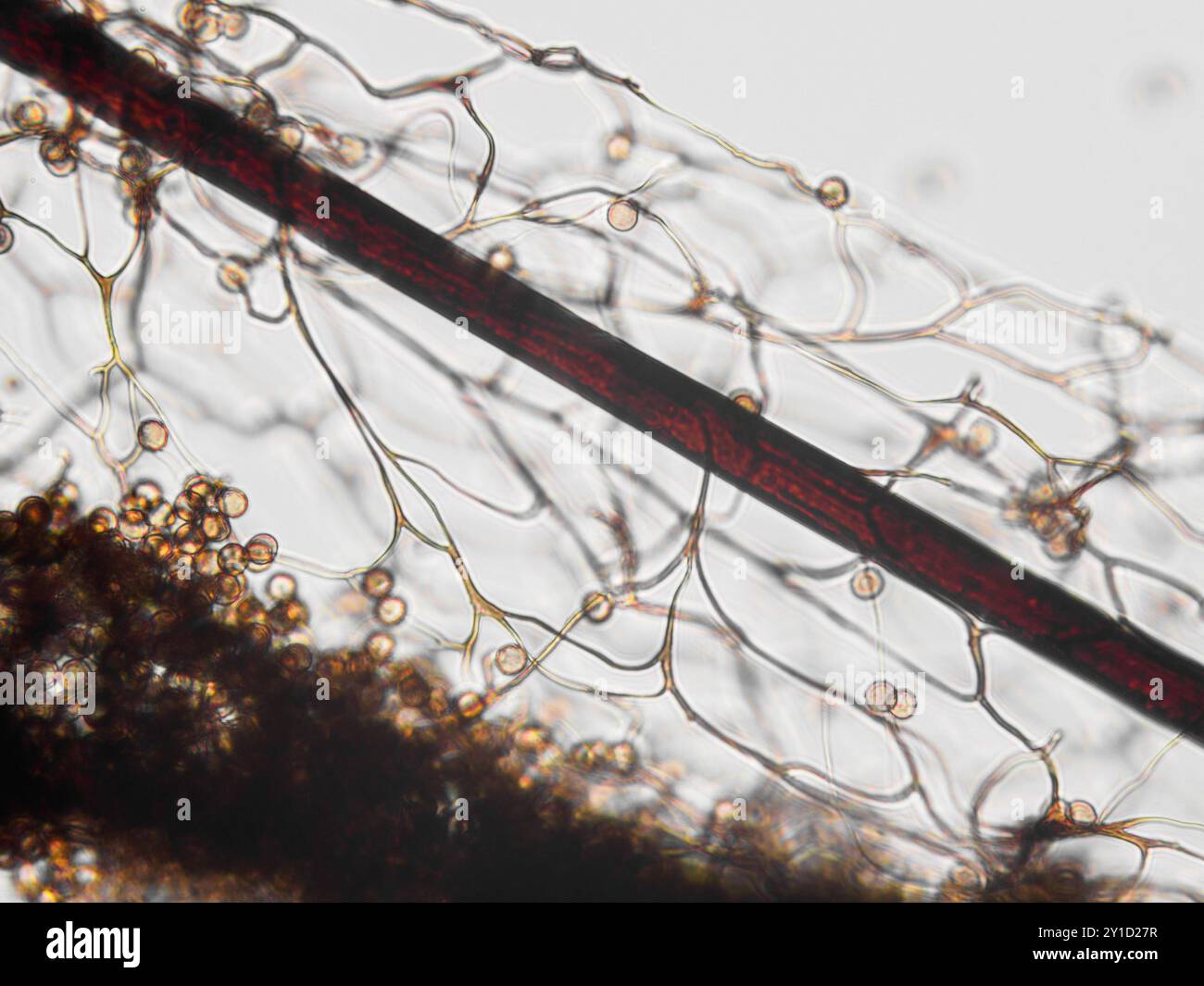 Spores, sporanges de la moisissure de Stemonitis splendens cultivée sur ...
